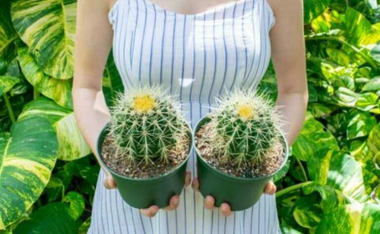 15 Jenis Kaktus Cantik yang Mudah Dirawat - Tokopedia Blog