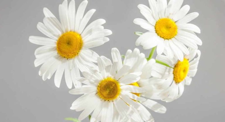 12 Macam-macam Bunga dan Maknanya untuk Orang Spesial