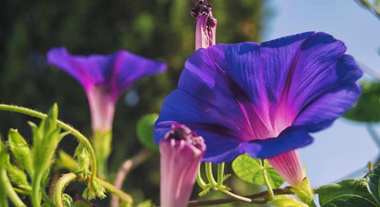 12 Macam-macam Bunga dan Maknanya untuk Orang Spesial