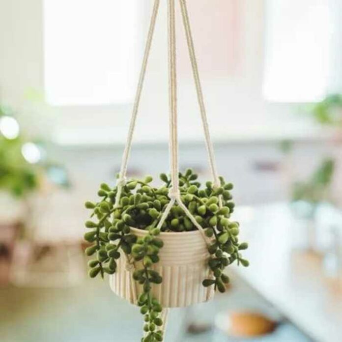 18 Jenis Tanaman Hias Gantung dengan Bunga Tercantik