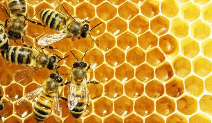 12 Macam Madu Asli Khas Indonesia yang Penuh Khasiat