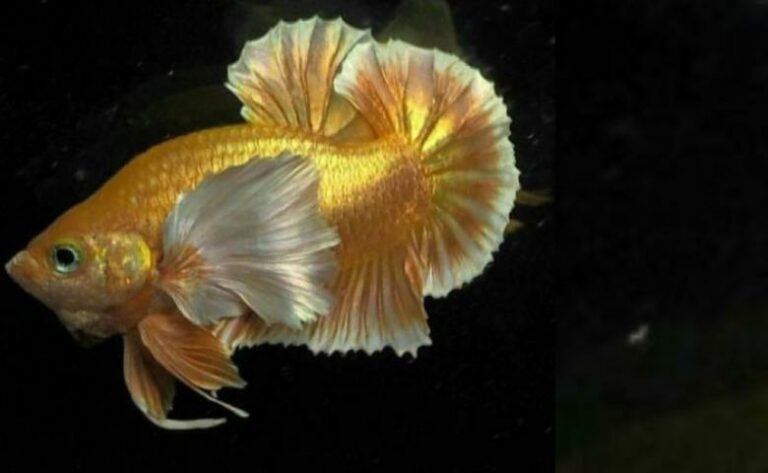 20 Jenis Ikan Cupang, Liar, Hias hingga Aduan - Tokopedia Blog