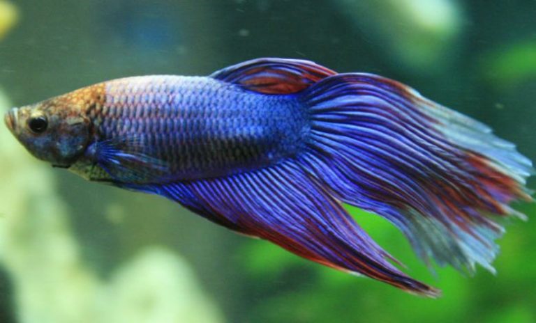 15 jenis ikan cupang yang harus diketahui bagi orang awam / baru di ...