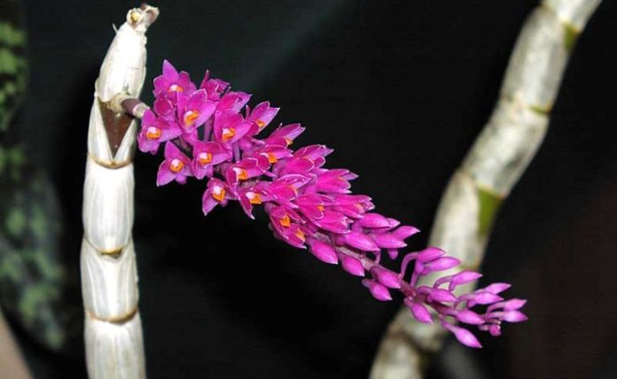 20 Macam-macam Bunga Anggrek Terfavorit - Tokopedia Blog