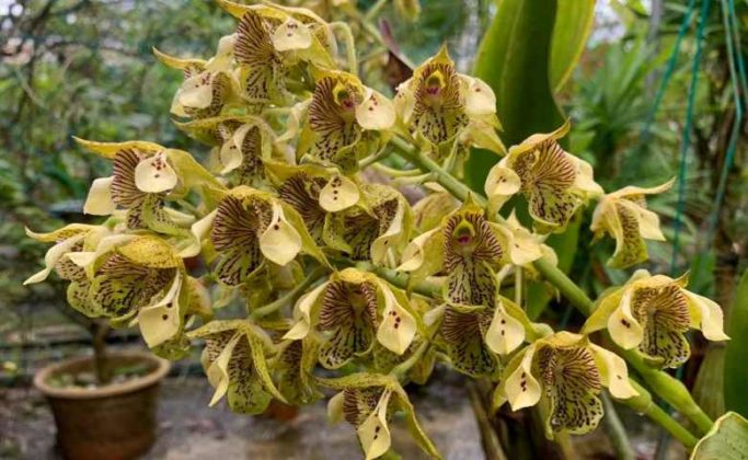 20 Macam-macam Bunga Anggrek Terfavorit - Tokopedia Blog