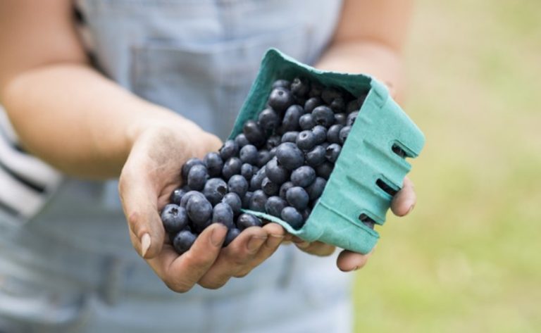 15 Manfaat Buah Blueberry untuk Kesehatan dan Kecantikan - Tokopedia Blog
