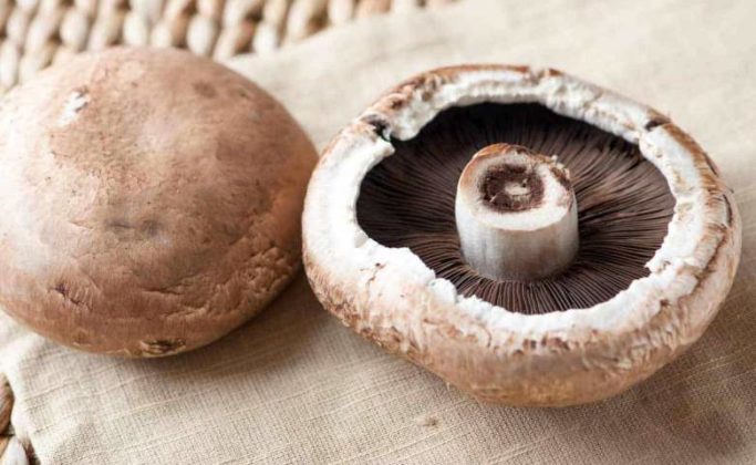 15 Jenis Jamur yang Bisa Dimakan dan Bernutrisi