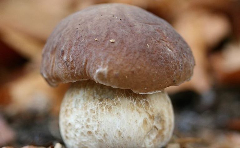 15 Jenis Jamur yang Bisa Dimakan dan Bernutrisi