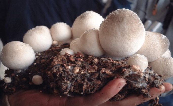 15 Jenis Jamur yang Bisa Dimakan dan Bernutrisi