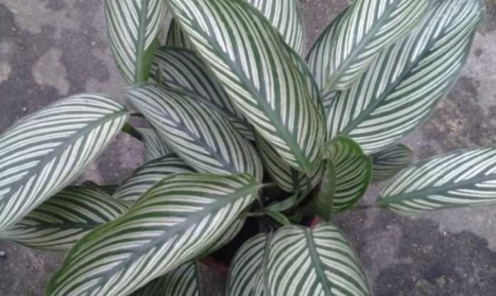 15 Jenis Tanaman Hias Daun: Rumah Jadi Lebih Anggun