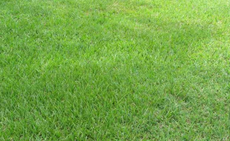 10 Jenis Rumput Taman untuk Halaman Rumah Terpopuler