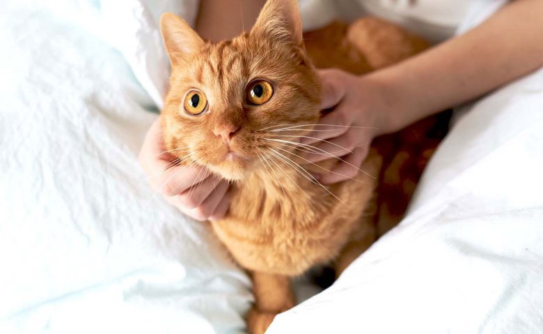 10 Manfaat Memelihara Kucing bagi Kesehatan Manusia