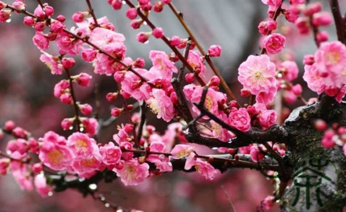 Ini Dia 5 Bunga Khas Imlek dan Maknanya, Mana Favoritmu?