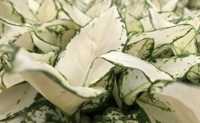 10 Jenis Aglonema: Tanaman Sri Rejeki, Si Pembawa Hoki!