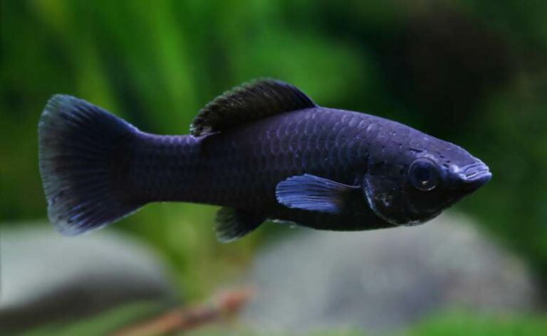 14 Jenis Ikan Molly atau Ikan Balon Terfavorit hingga Termahal