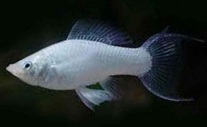 14 Jenis Ikan Molly atau Ikan Balon Terfavorit hingga Termahal