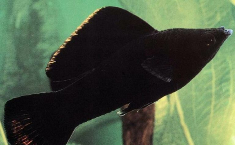 14 Jenis Ikan Molly atau Ikan Balon Terfavorit hingga Termahal