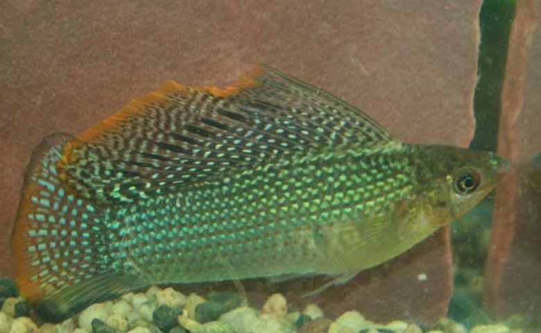 14 Jenis Ikan Molly atau Ikan Balon Terfavorit hingga Termahal