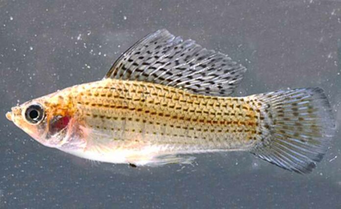 14 Jenis Ikan Molly atau Ikan Balon Terfavorit hingga Termahal