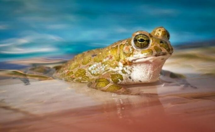 Klasifikasi, Ciri-Ciri dan Contoh Hewan Vertebrata