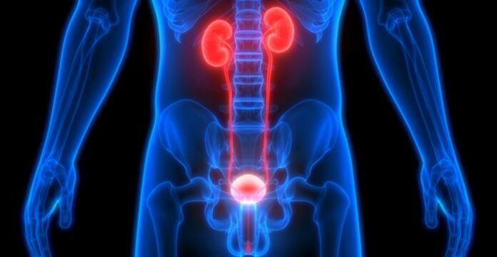 Sistem Ekskresi Pada Manusia: Ginjal, Hati & Paru-Paru