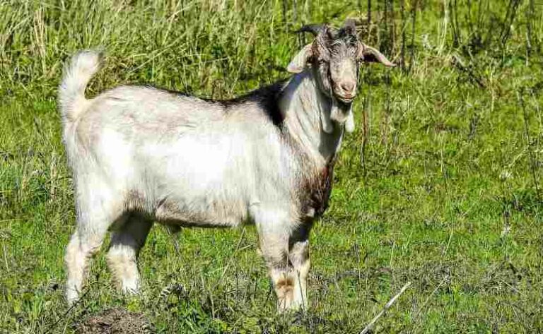 7 Jenis Kambing Terbaik yang Cocok Untuk Kurban - Tokopedia Blog