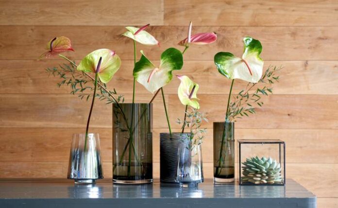 11 Jenis Tanaman Hias Bunga: Cantik untuk Indoor dan Outdoor