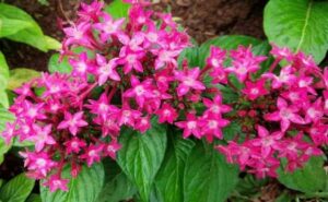 11 Jenis Tanaman Hias Bunga: Cantik untuk Indoor dan Outdoor