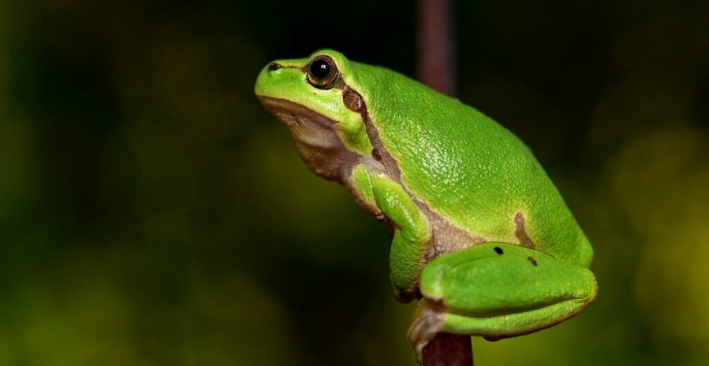 Daur Hidup Katak Mulai dari Telur, Berudu hingga Katak Dewasa