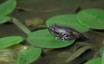 Daur Hidup Katak Mulai dari Telur, Berudu hingga Katak Dewasa