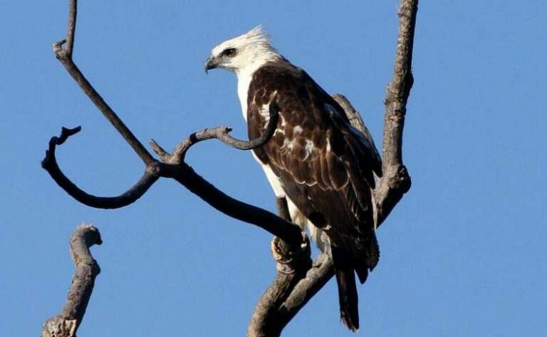 Inilah Daftar Hewan yang Dilindungi di Indonesia