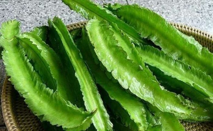 11 Manfaat Kecipir: Sayur Lokal Langka yang Hampir Terlupa