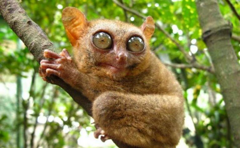 Inilah Daftar Hewan yang Dilindungi di Indonesia