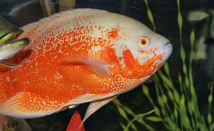 12 Jenis Ikan Oscar: Predator Rupawan Pemikat Hati