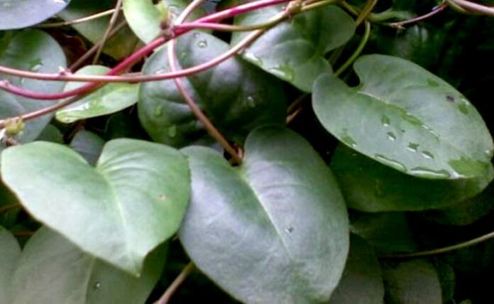11 Manfaat Daun Binahong: Tanaman Rambat, Khasiat Dahsyat