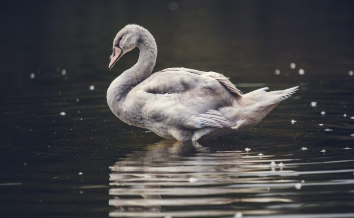 10 Contoh Hewan Ovipar Beserta Gambar, Ciri dan Penjelasannya