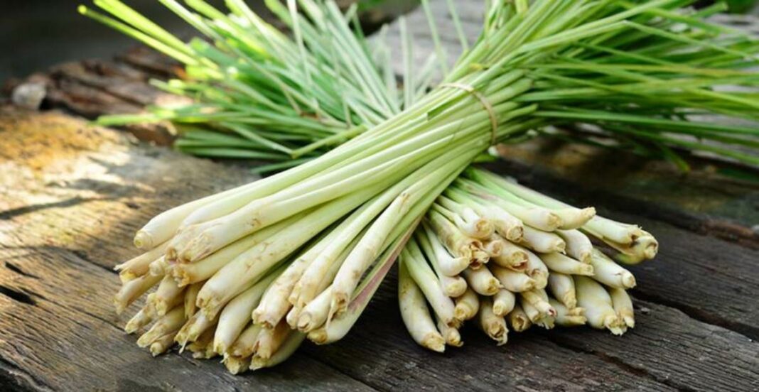 15 Manfaat Sereh: Harum, Serbaguna dan Menyehatkan