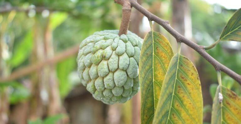 11 Manfaat Srikaya: Buah yang Bisa Bikin Bahagia