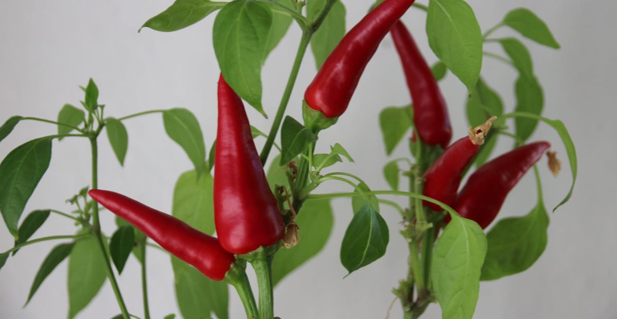 Cara Mudah dan Tepat Menanam Cabe di Rumah - Tokopedia Blog