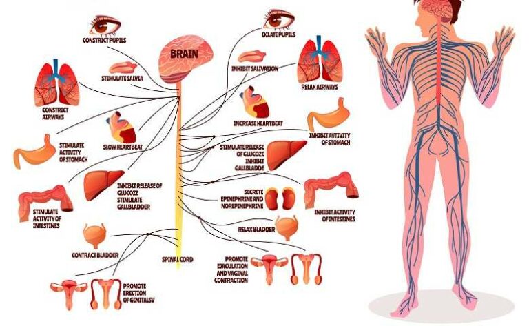 Ciri Ciri Makhluk Hidup Lengkap dengan Gambar dan Penjelasannya