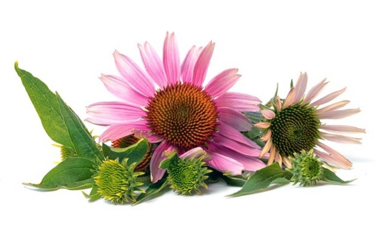 11 Obat Flu Alami: Ramuan Mujarab tanpa Efek Samping