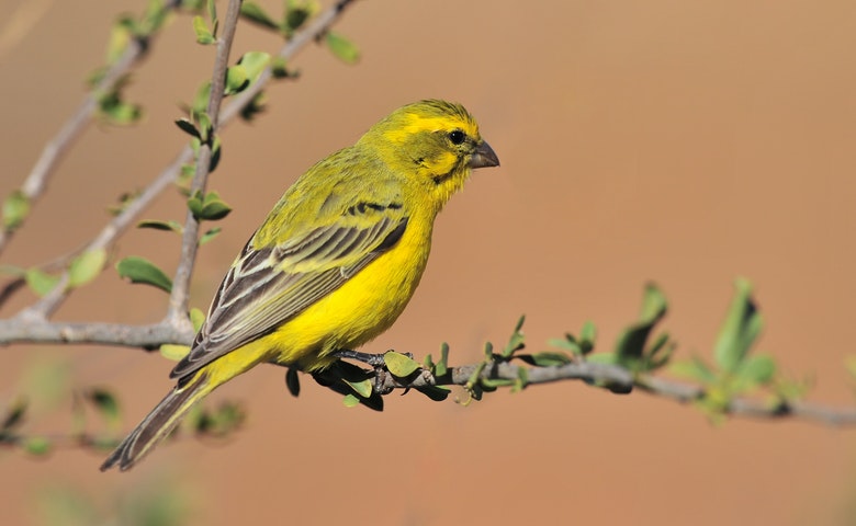Contoh, Ciri, Gambar dan Penjelasan Mengenai Hewan Herbivora