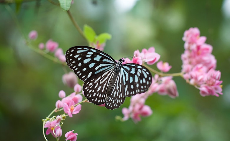 Contoh, Ciri, Gambar dan Penjelasan Mengenai Hewan Herbivora