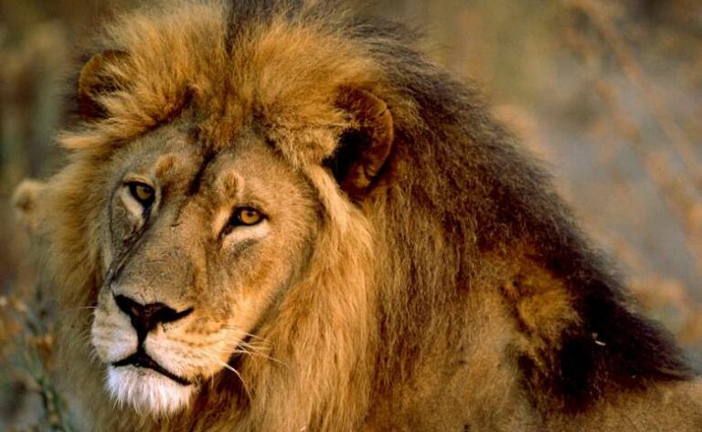 Contoh, Gambar dan Penjelasan Mengenai Hewan Karnivora