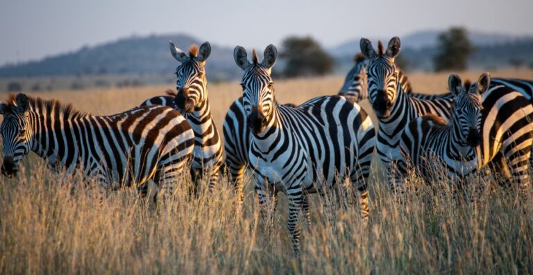 Contoh, Ciri, Gambar dan Penjelasan Mengenai Hewan Herbivora