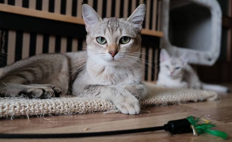 7 Cara & Tips Memilih Desain Kandang Kucing Terbaik - Tokopedia Blog