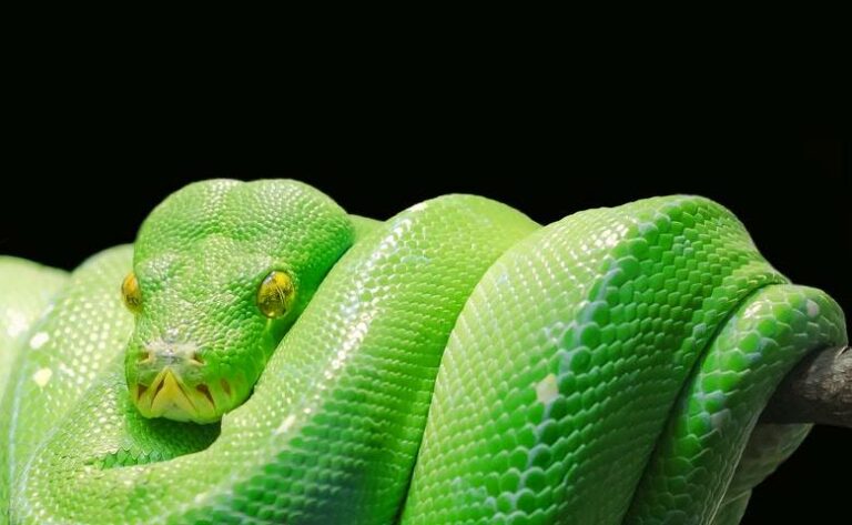 7 Jenis Hewan Reptil yang Perlu Diketahui - Tokopedia Blog