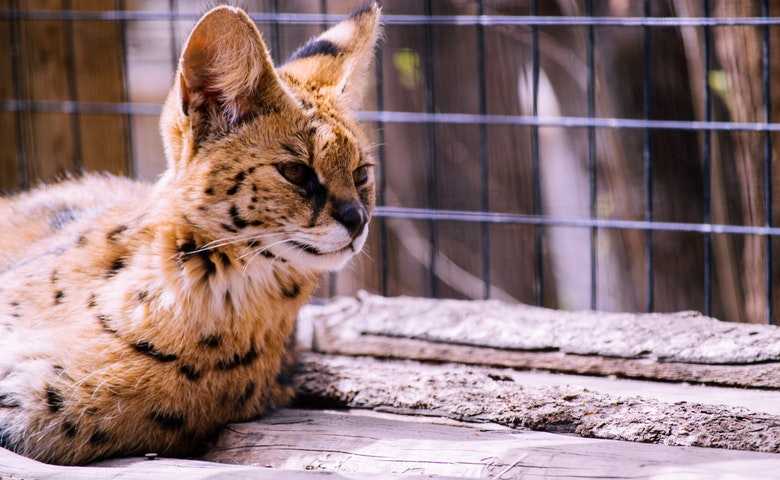 7 Cara & Tips Memilih Desain Kandang Kucing Terbaik - Tokopedia Blog