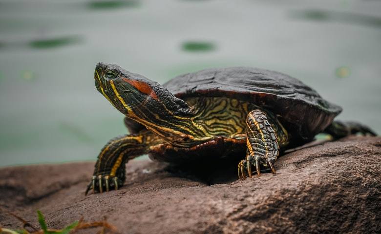 7 Jenis Hewan Reptil yang Perlu Diketahui - Tokopedia Blog