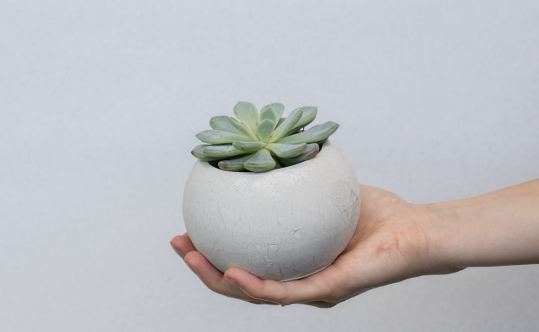 9 Model Pot Tanaman: Dari Rotan hingga Toples - Tokopedia Blog